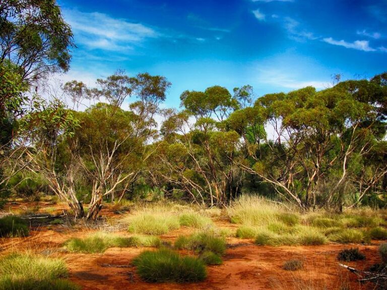 Expat-Leben in Australien: Was Du wissen solltest